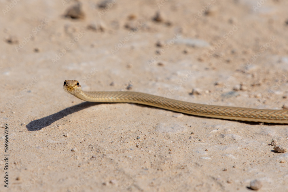 Uae Desert Snake