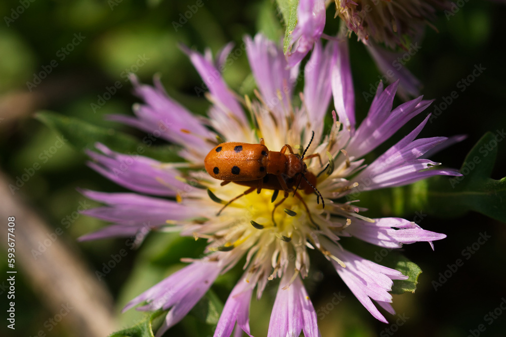 two mating red insects (Pyrrhocoris apterus, family - Pyrrhocoridae ...