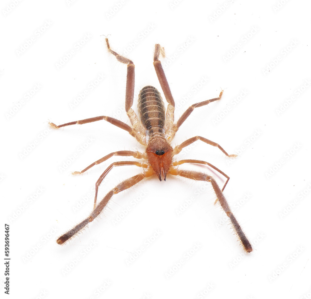 Wind scorpion camel spider sun scorpion - Ammotrechella stimpsoni - is ...