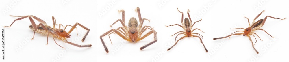 Wind scorpion camel spider sun scorpion - Ammotrechella stimpsoni - is ...