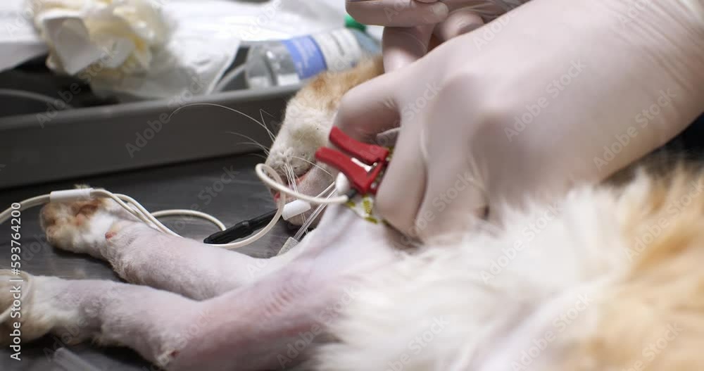 A veterinarian performs nerve bundle anesthesia with an electrical ...
