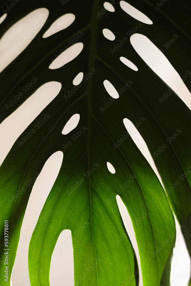 Monstera leaf Stock Photo | Adobe Stock