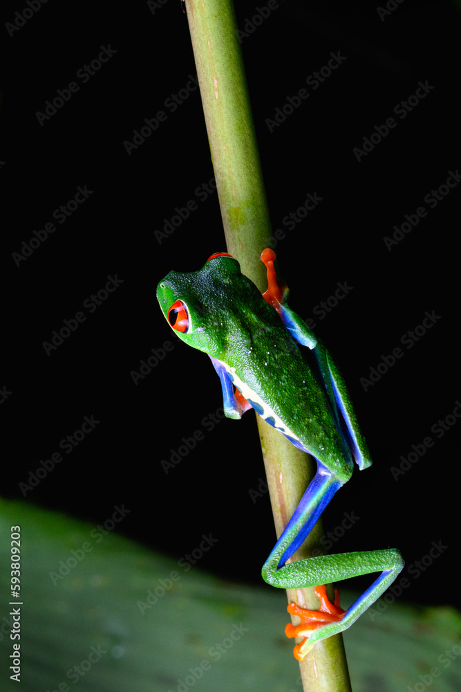 Red-eyed tree frog with bright vivid colors at night in tropical ...