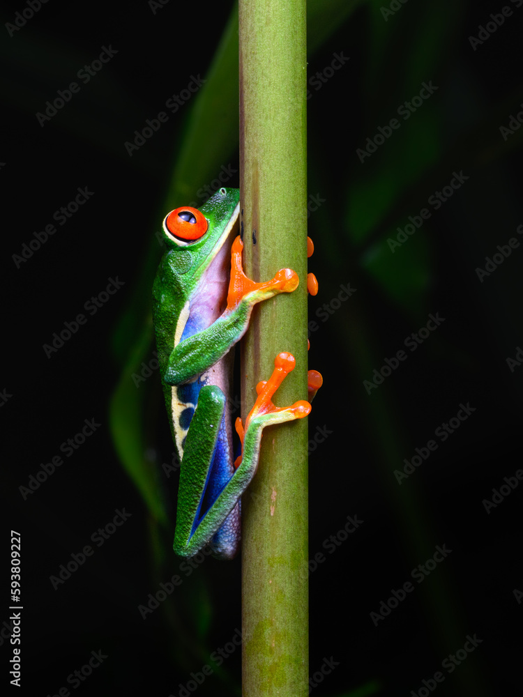 Red-eyed tree frog with bright vivid colors at night in tropical ...