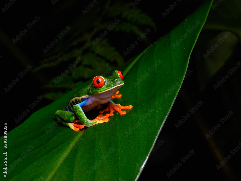 Red-eyed tree frog with bright vivid colors at night in tropical ...