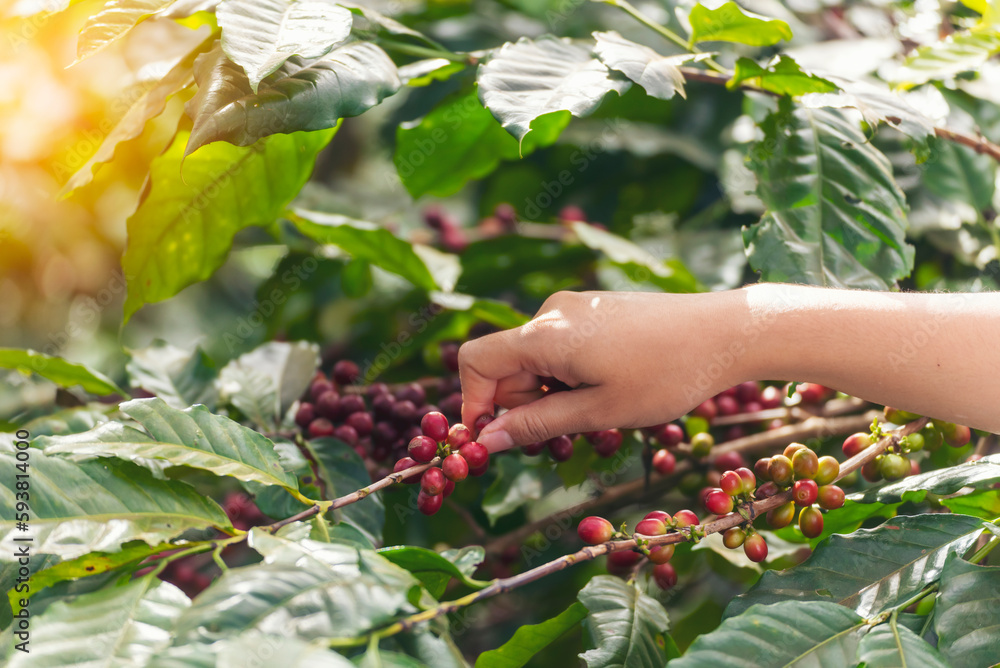 Coffee plant farm woman Hands harvest raw coffee beans. Ripe Red ...