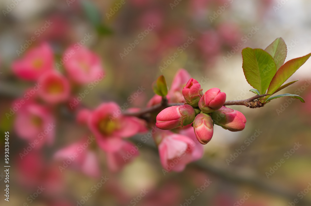 Photo & Art Print Large buds of future flowers on a the flowering shrub ...