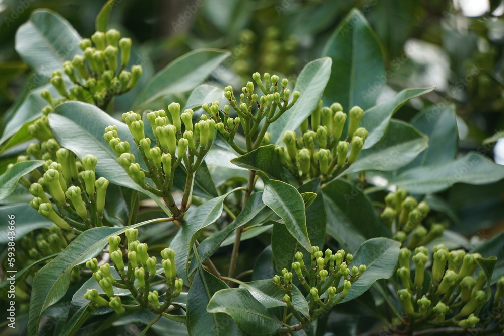 Clove flower on the tree. Also called cengkih, cengkeh, Syzygium ...
