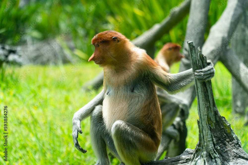 Proboscis monkey in natural habitat in the tropics. Borneo. Labuk bay ...