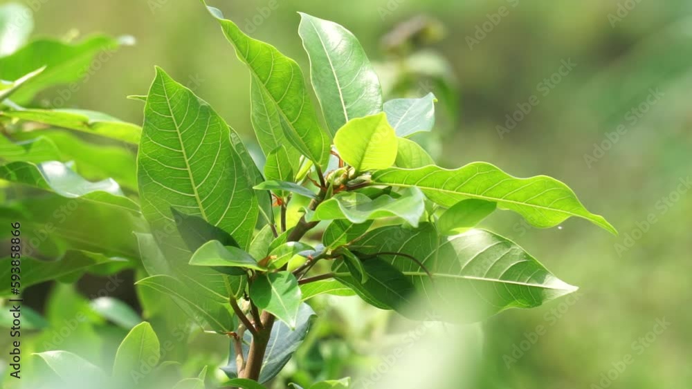 Ficus racemosa (the cluster fig, red river fig, gular, elo, loa, Ficus ...