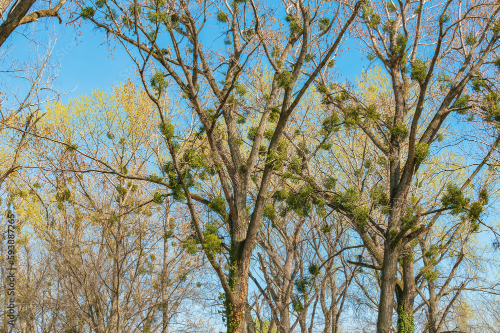Witches broom is a tree deformity, dense mass of shoots grows from a ...