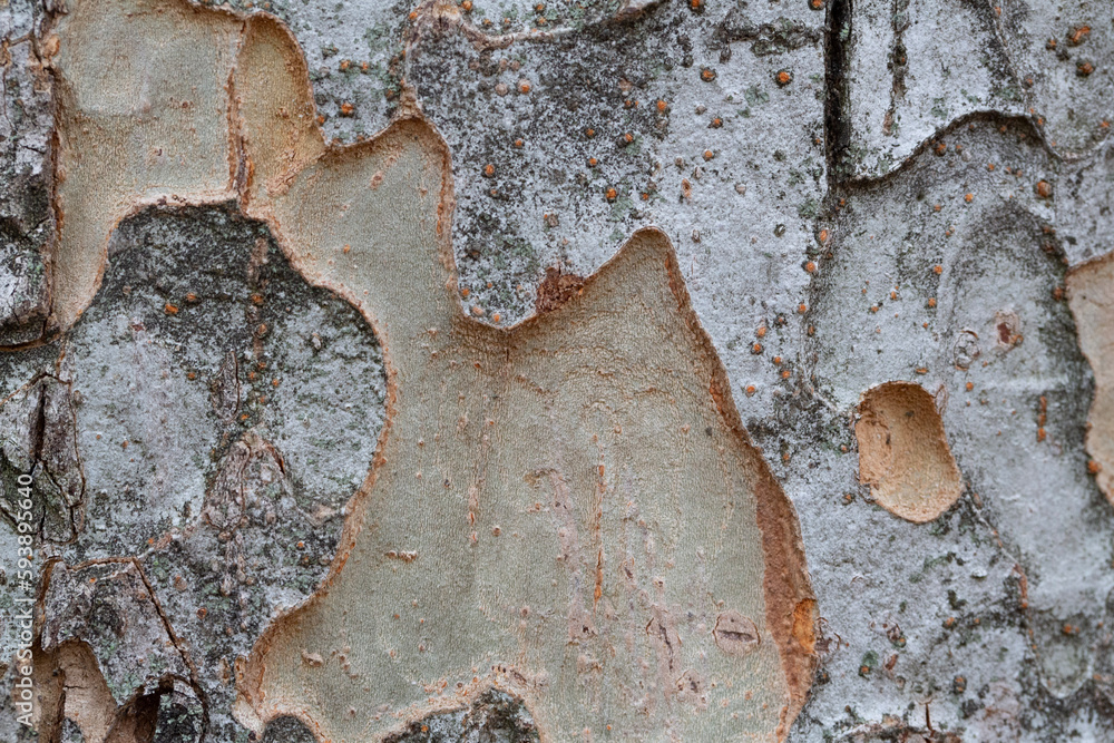 Tree bark texture pattern, old maple wood trunk as background. Dry tree ...
