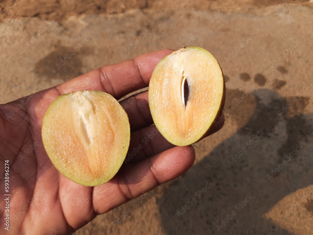 Manilkara zapota fruits. Its other names apodilla fruits, sapote ...