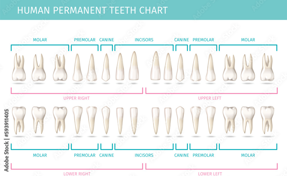 Human Teeth Chart Stock Vector | Adobe Stock