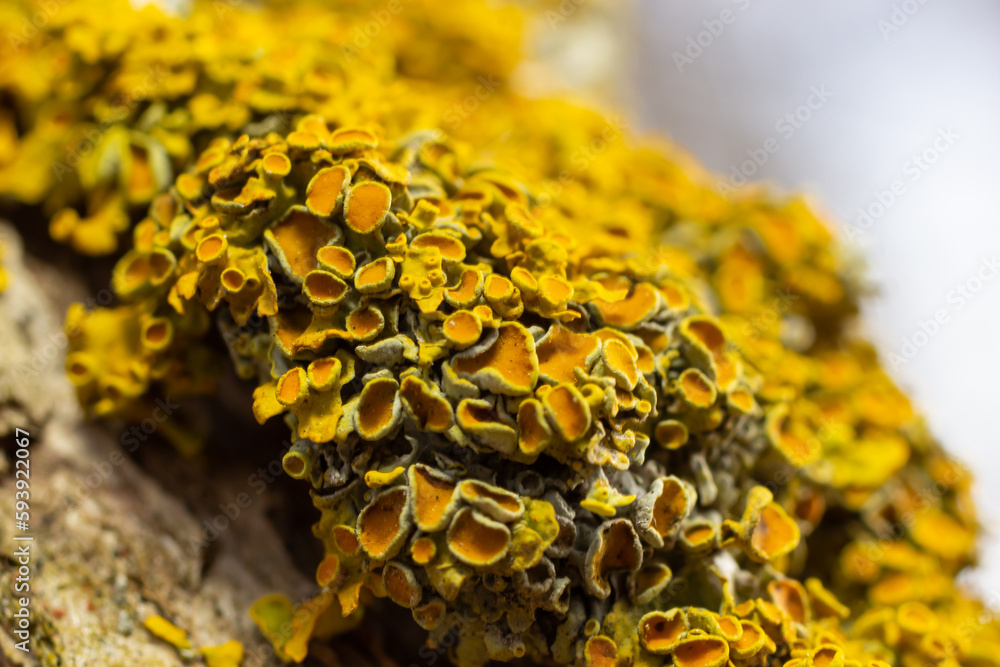 Xanthoria parietina common orange lichen, yellow scale, maritime ...