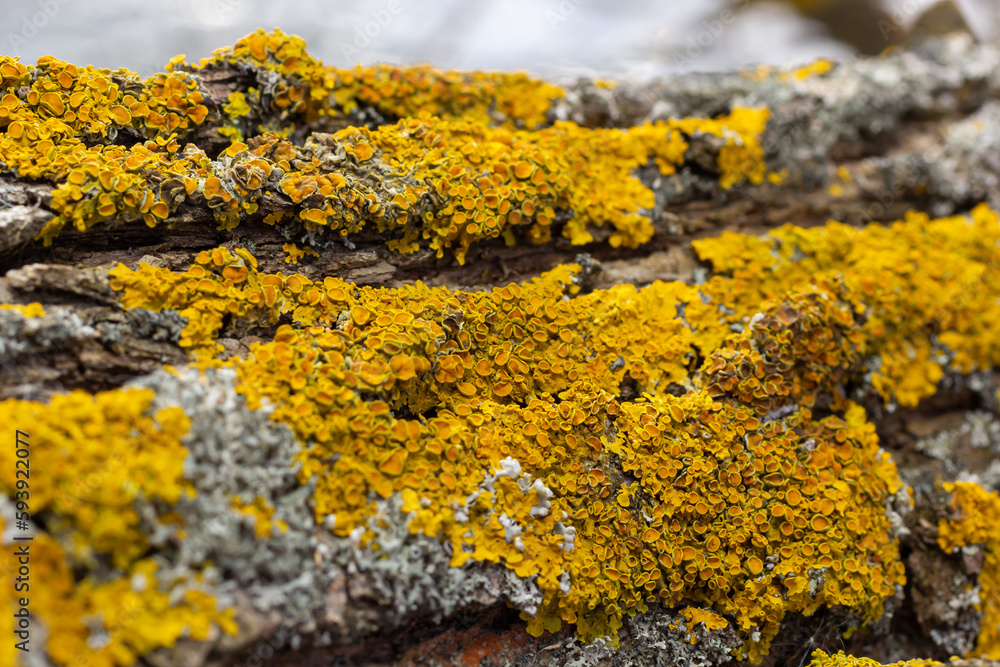 Foto Stock Xanthoria parietina common orange lichen, yellow scale ...