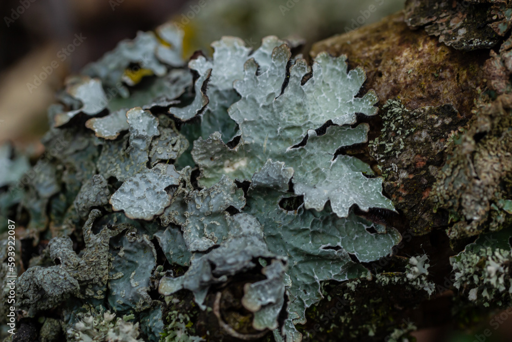 Detailed photo of lichen Lobaria Scrobiculata. Dry tree branch with ...