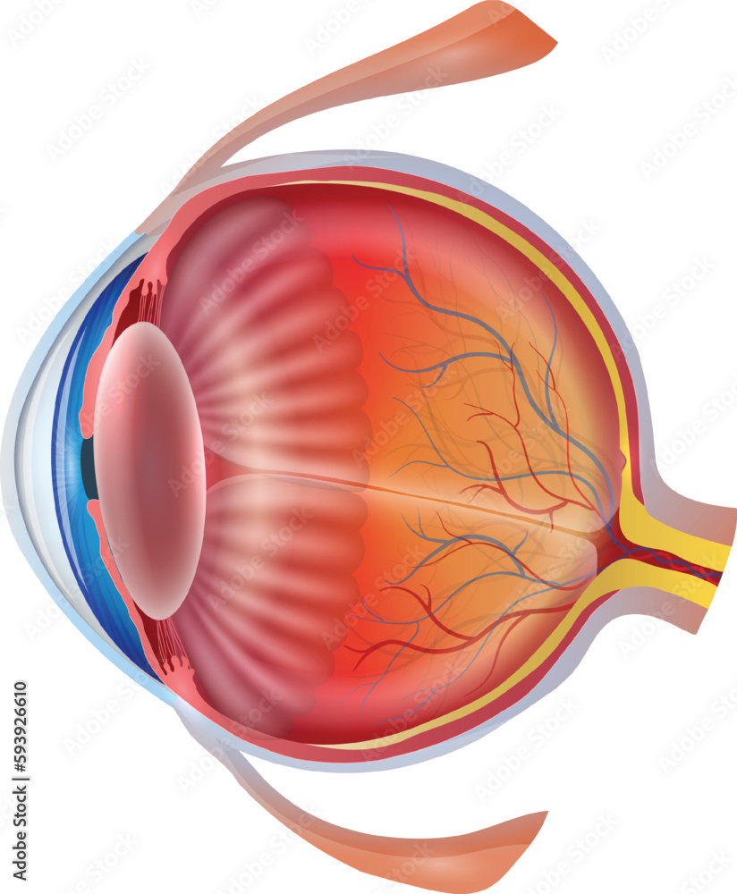 Detailed structure of the human eye on a white background. It is ...