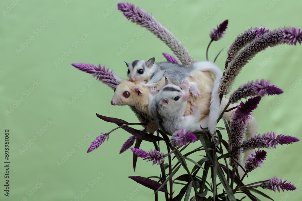 An albino sugar glider mother was looking for food in a flowering betel ...
