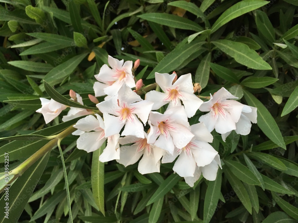 Foto de Gros-plan sur de jolies fleurs rose pâle, typiques de la ...