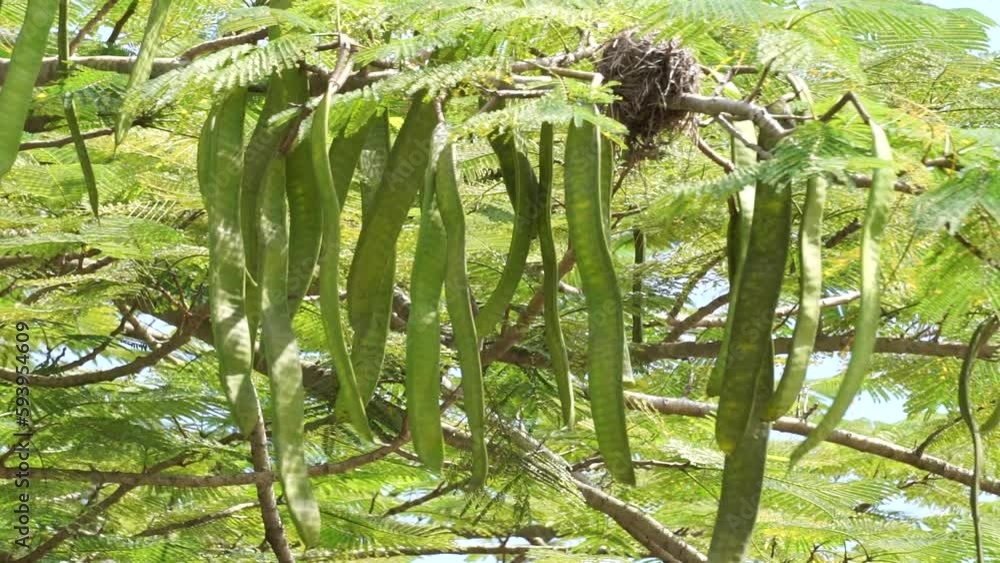 Delonix regia (Also called pohon Semarak Api, Flamboyan, royal ...