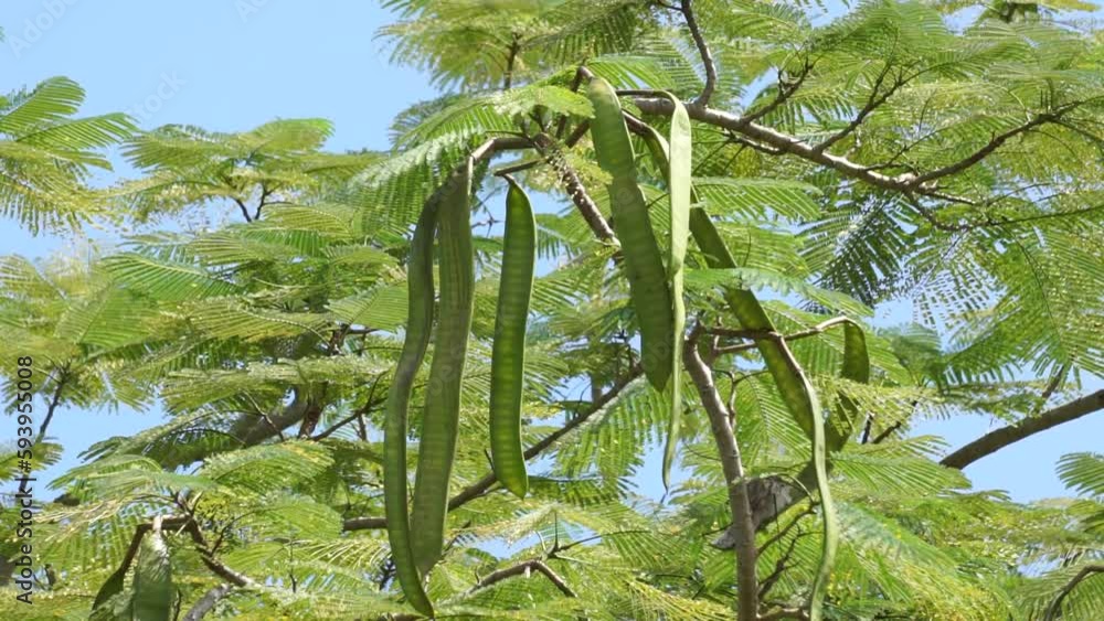 Delonix regia (Also called pohon Semarak Api, Flamboyan, royal ...