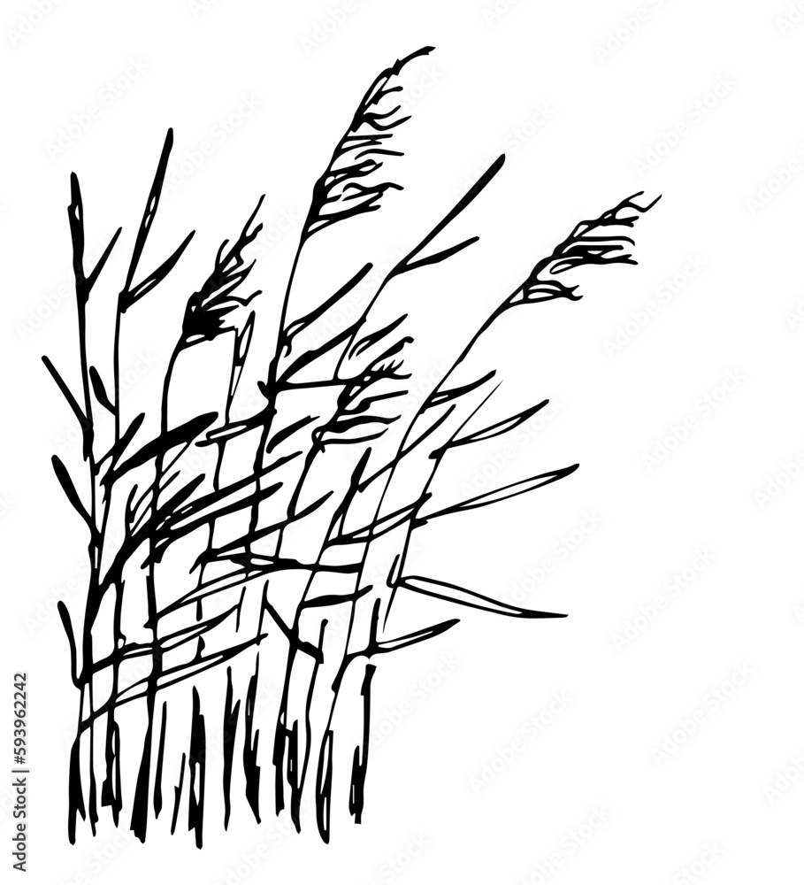 Simple black outline vector drawing. Reed bush, nature and vegetation ...