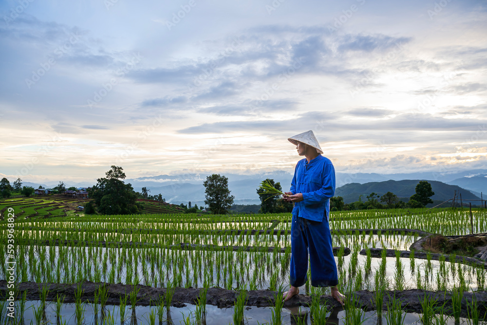 Farmers grow rice in the rainy season in Thailand. Farmers farming on ...