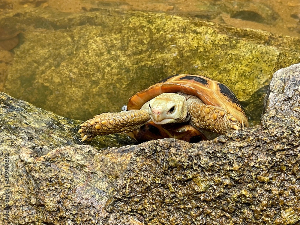 Turtle on the stones. Сute tortoise climbing over the rocks. Small ...