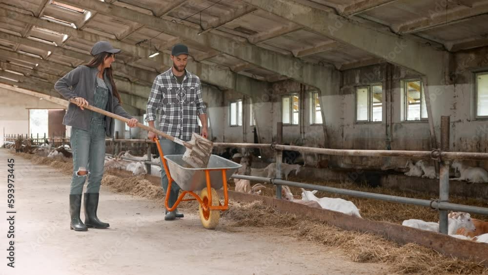 Cute Caucasian farmers working together in farm. Pretty woman with ...
