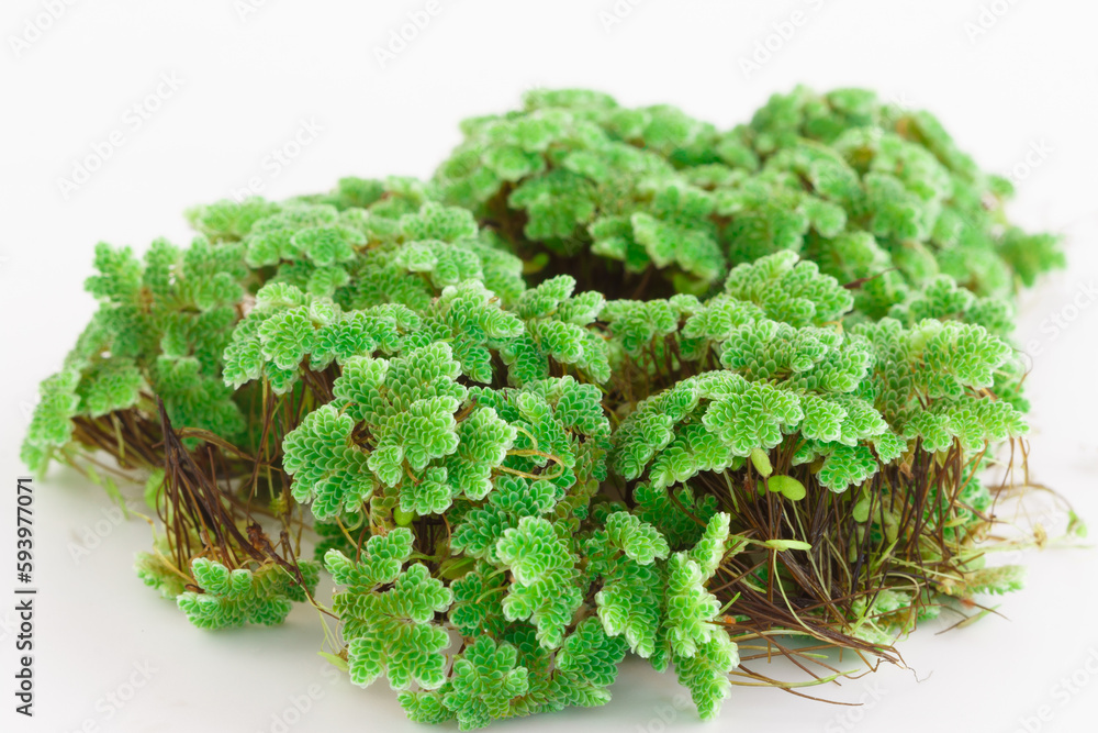 Green Azolla microphylla on white background. Used as an ingredient in ...