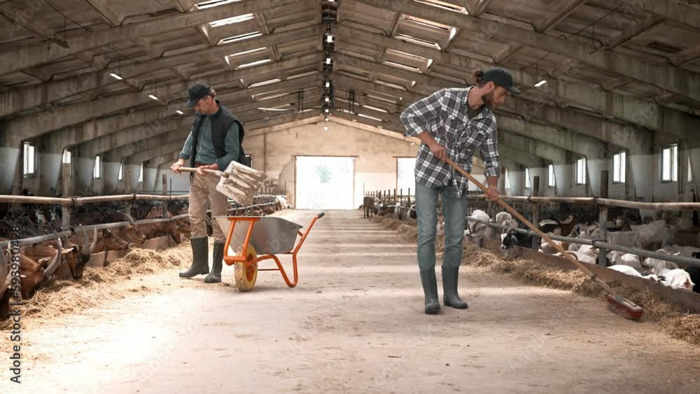 Attractive Caucasian farmers cleaning goatshed. Handsome men wearing ...