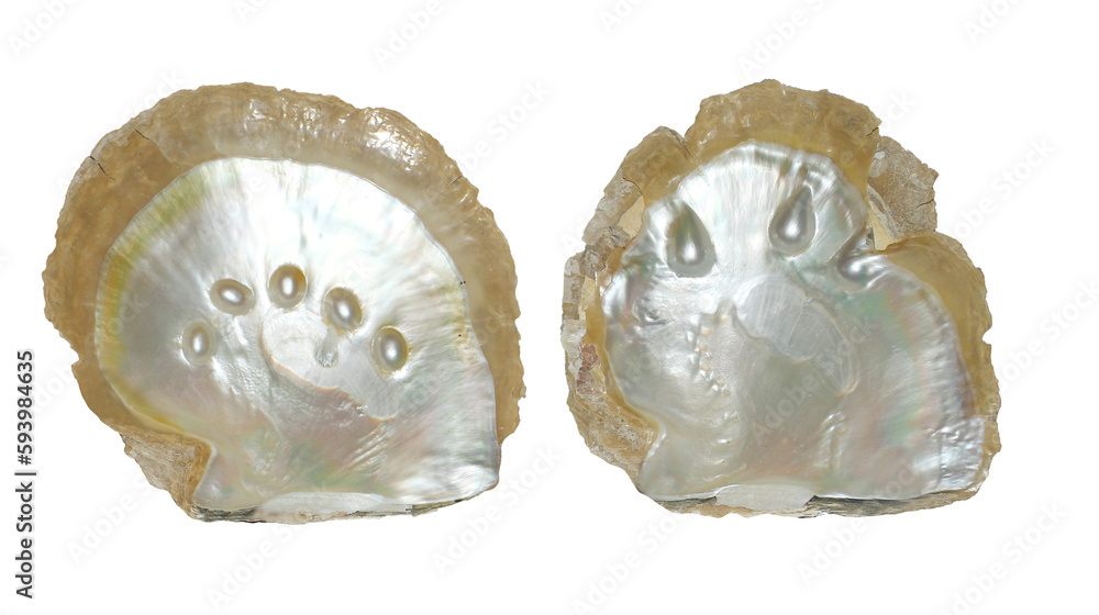Poster Pearl embedded in Shell Pearl isolated. Png transparency – Wall ...