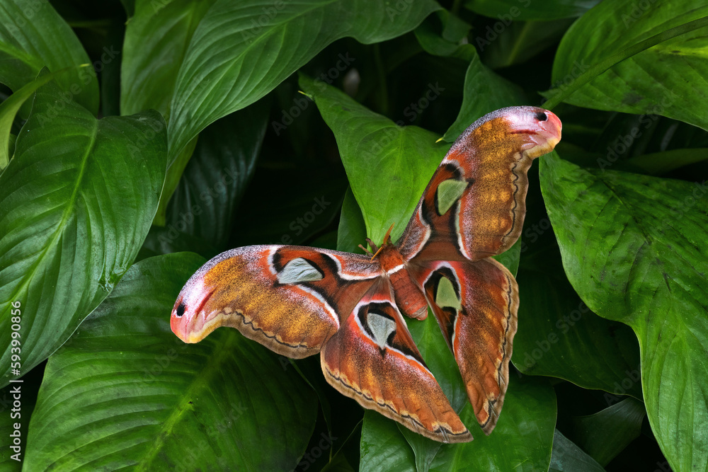 Atlas Moth - Attacus atlas, beautiful large iconic moth from Asian ...
