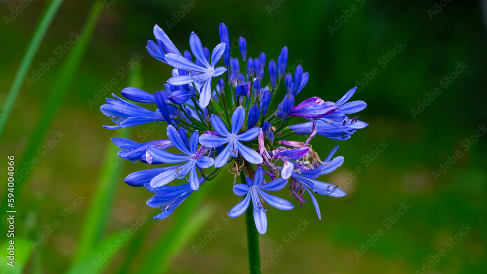 ElAgapanthus africanus es más conocida como Agapanto, Flor del amor ...