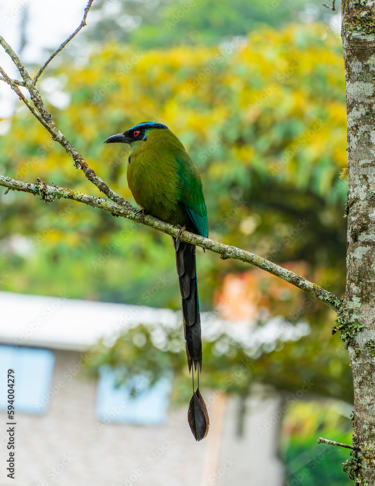 El momoto amazónico o momoto común3 (Momotus momota), también ...