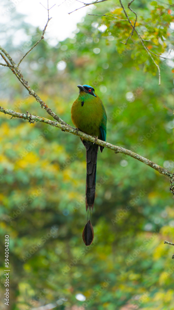 El momoto amazónico o momoto común3 (Momotus momota), también ...