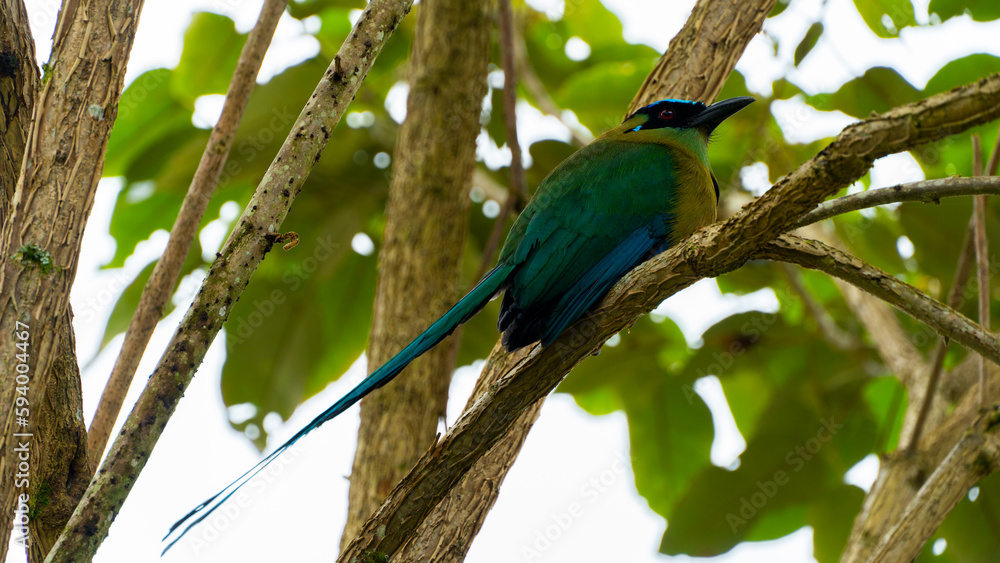 El momoto amazónico o momoto común3 (Momotus momota), también ...