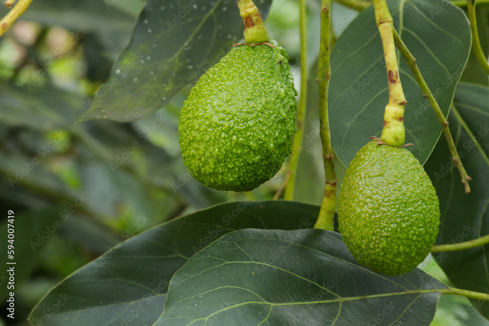 Picture of avocado plant with fruits. Concept of plants, food and ...