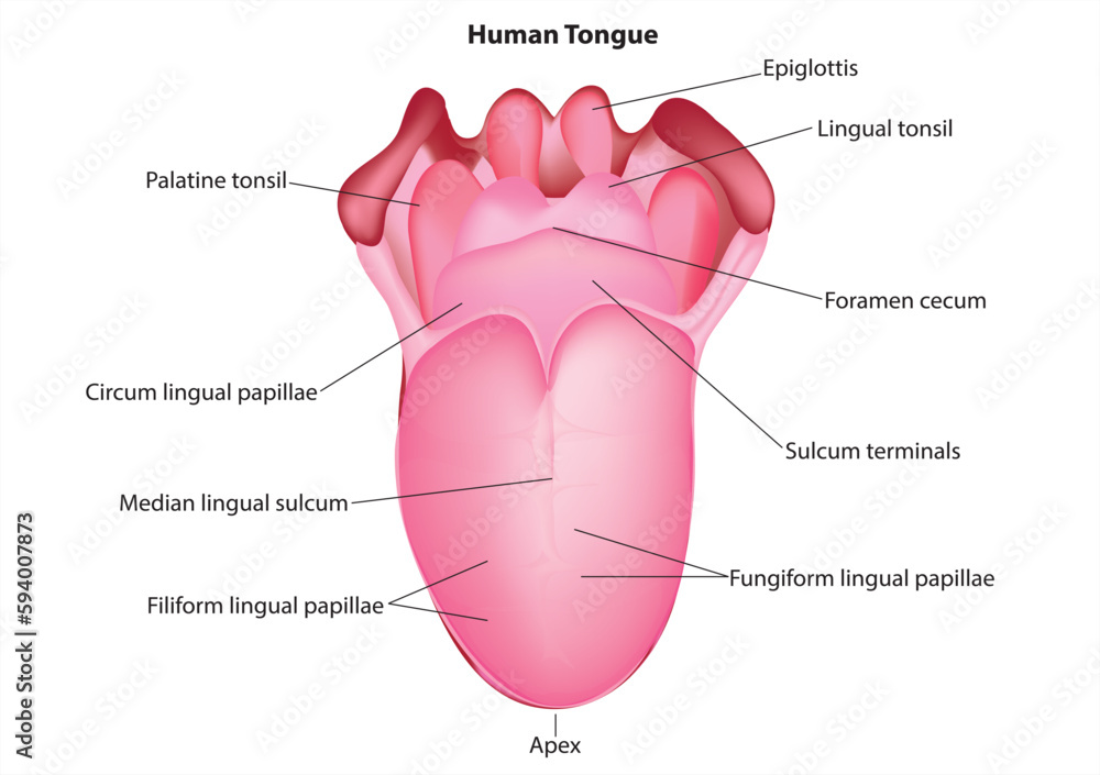 Photo & Art Print human tongue anatomy, KKT Madhusanka Photo & Art Print human tongue anatomy, KKT Madhusanka