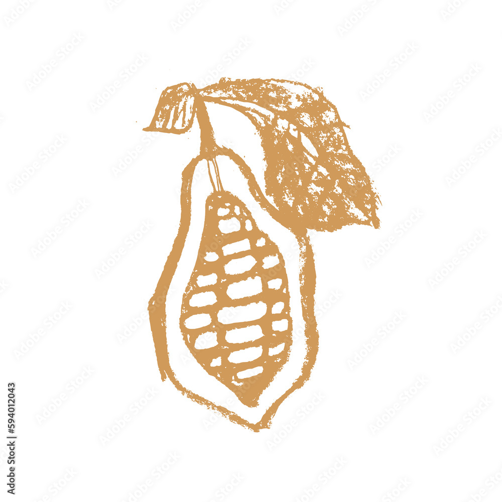 Cocoa bean drawing. Hand drawn sketch Cacao beans. Leaves of Cocoa bean ...