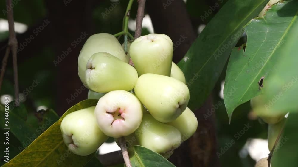 Syzygium aqueum (watery rose apple, water apple, bell fruit, jambu air ...