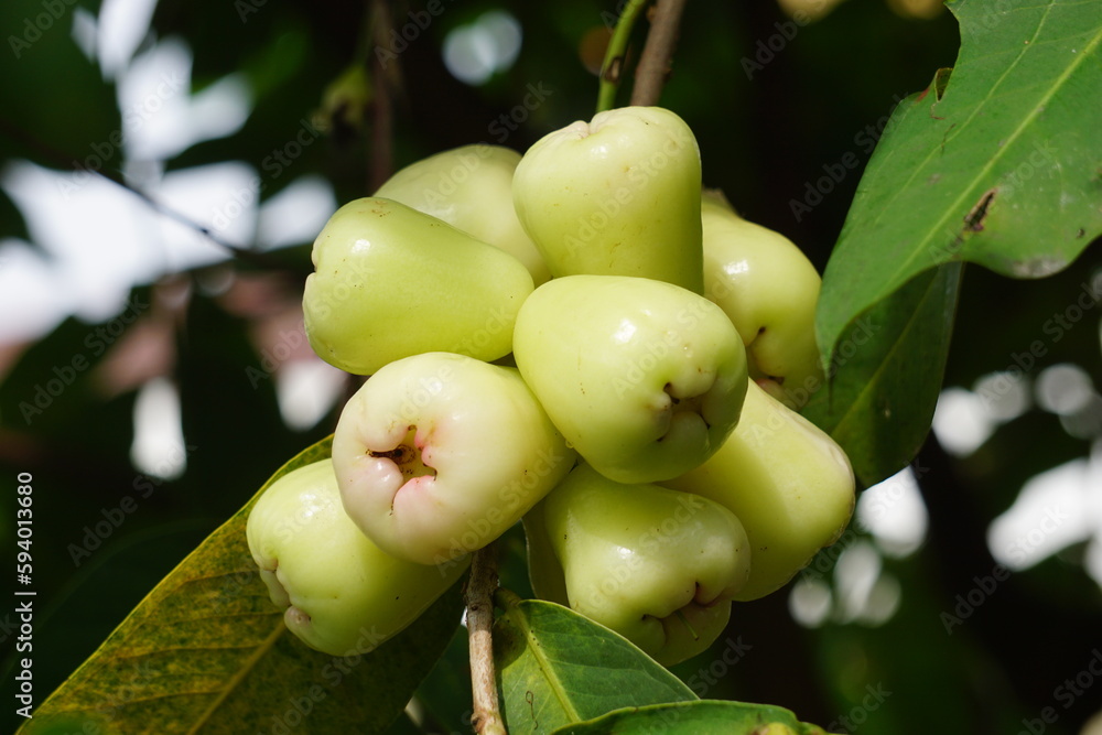 Syzygium aqueum (watery rose apple, water apple, bell fruit, jambu air ...