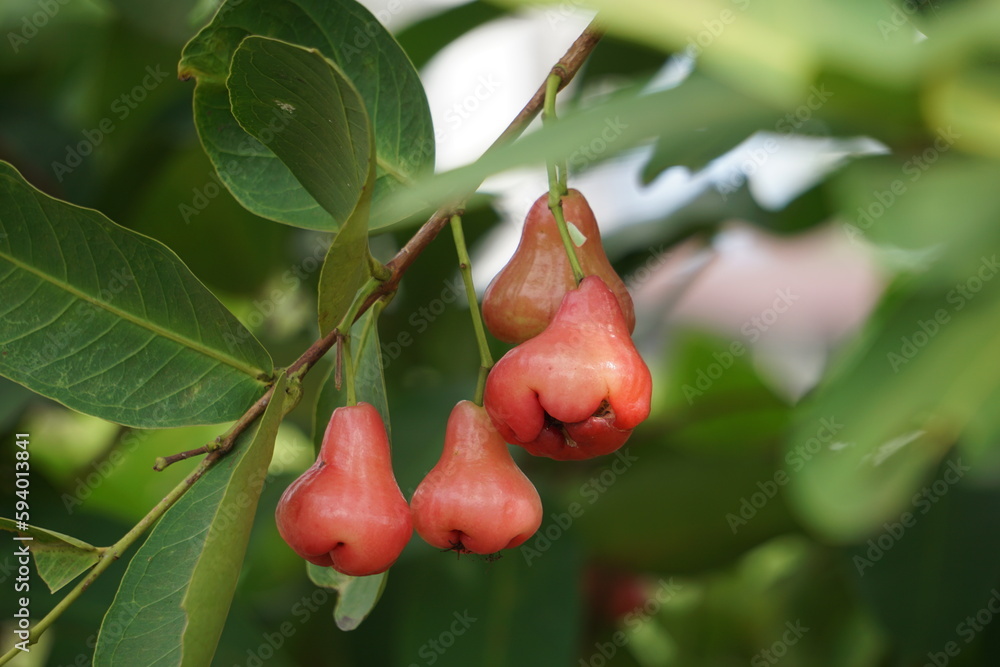 Syzygium aqueum (watery rose apple, water apple, bell fruit, jambu air ...