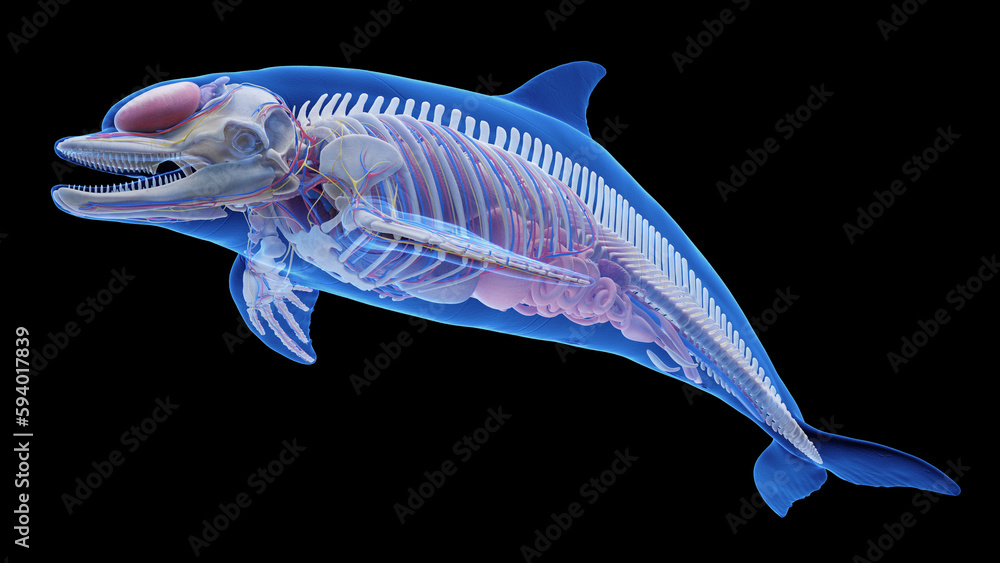 3D rendered illustration of a dolphin's internal organs Stock ...