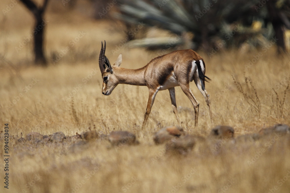 Beautiful Chinkara animal at mayureshwar wildlife sanctuary. Wall ...