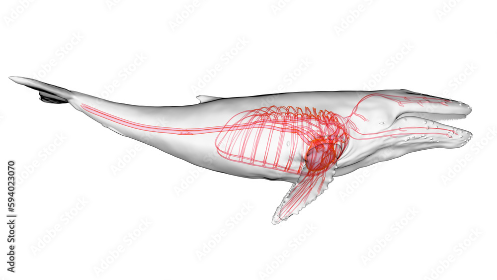 3d illustration of a humpback whale's cardiovascular system Stock ...