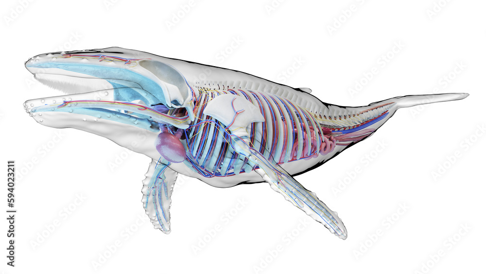 3d illustration of a humpback whale's internal organs ilustración de ...