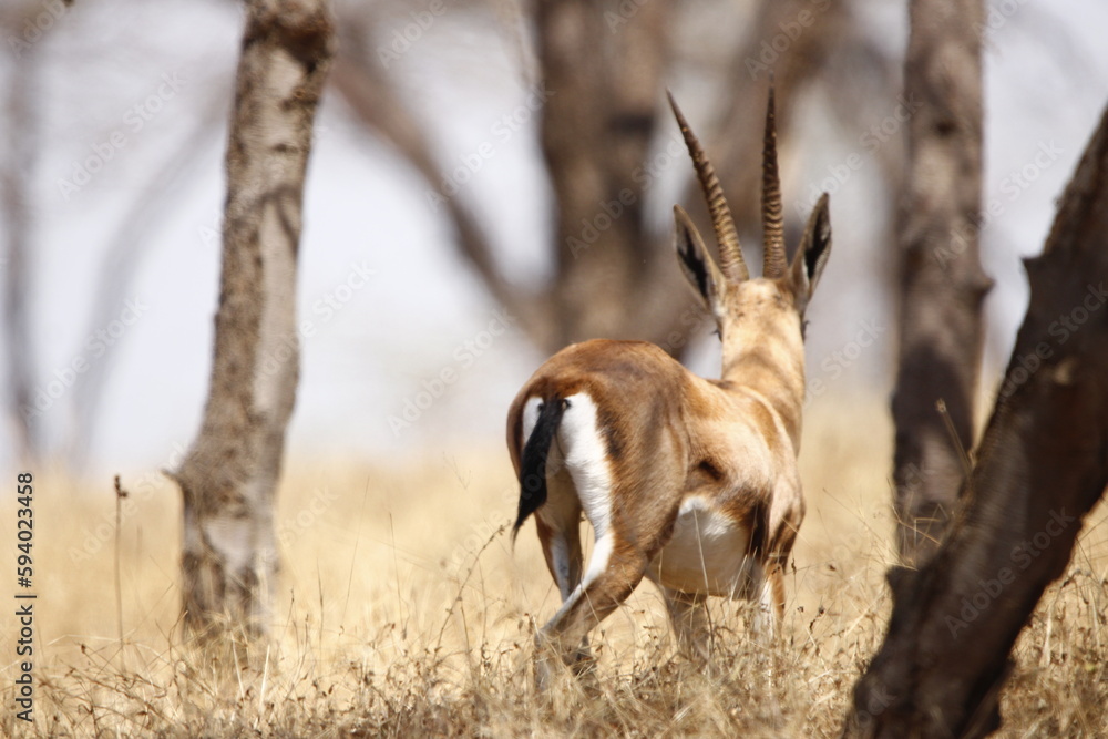 Beautiful Chinkara animal at mayureshwar wildlife sanctuary. Wall ...