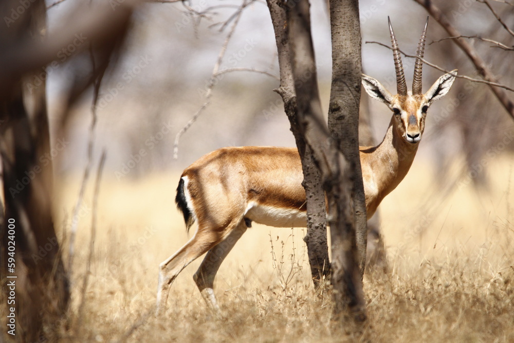 Beautiful Chinkara animal at mayureshwar wildlife sanctuary. Wall ...